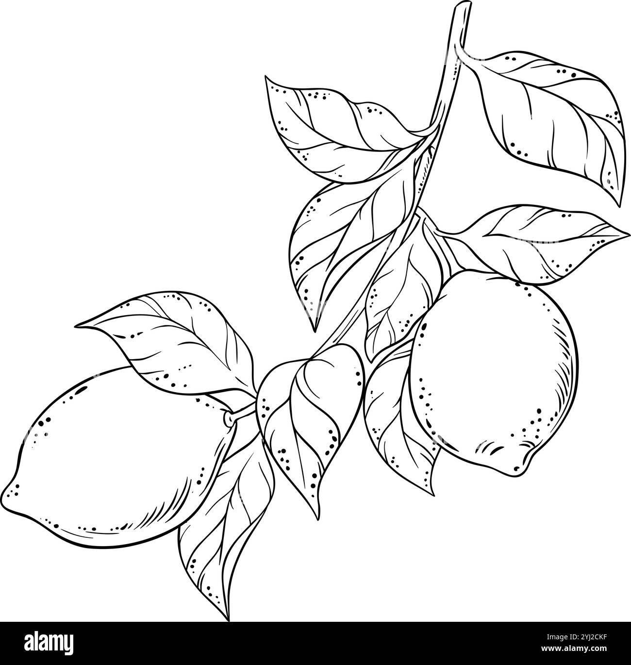 Lemon Branch with Fruits Outline Illustration Stock Vector Image & Art ...