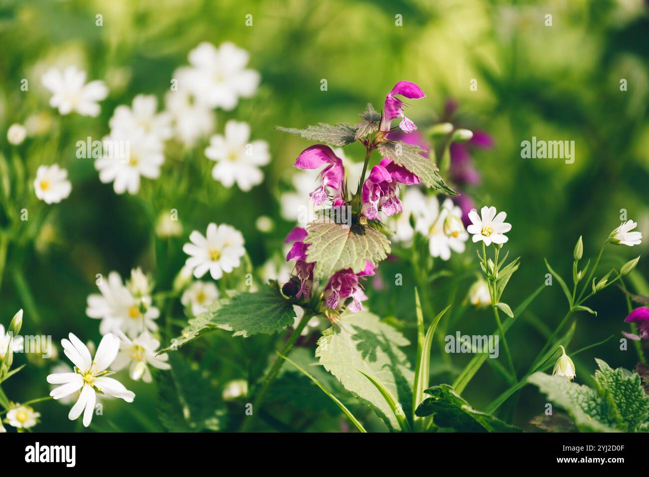 Wild nettle deaf purple lamium purpureum or purple archangel flower ...
