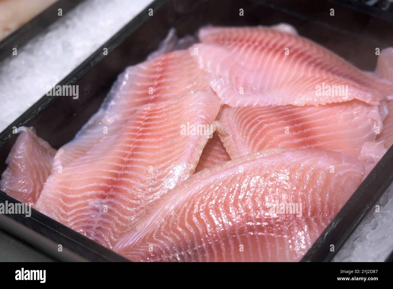 A fresh tilapia fish fillet lies on an icy counter in a store under a ...