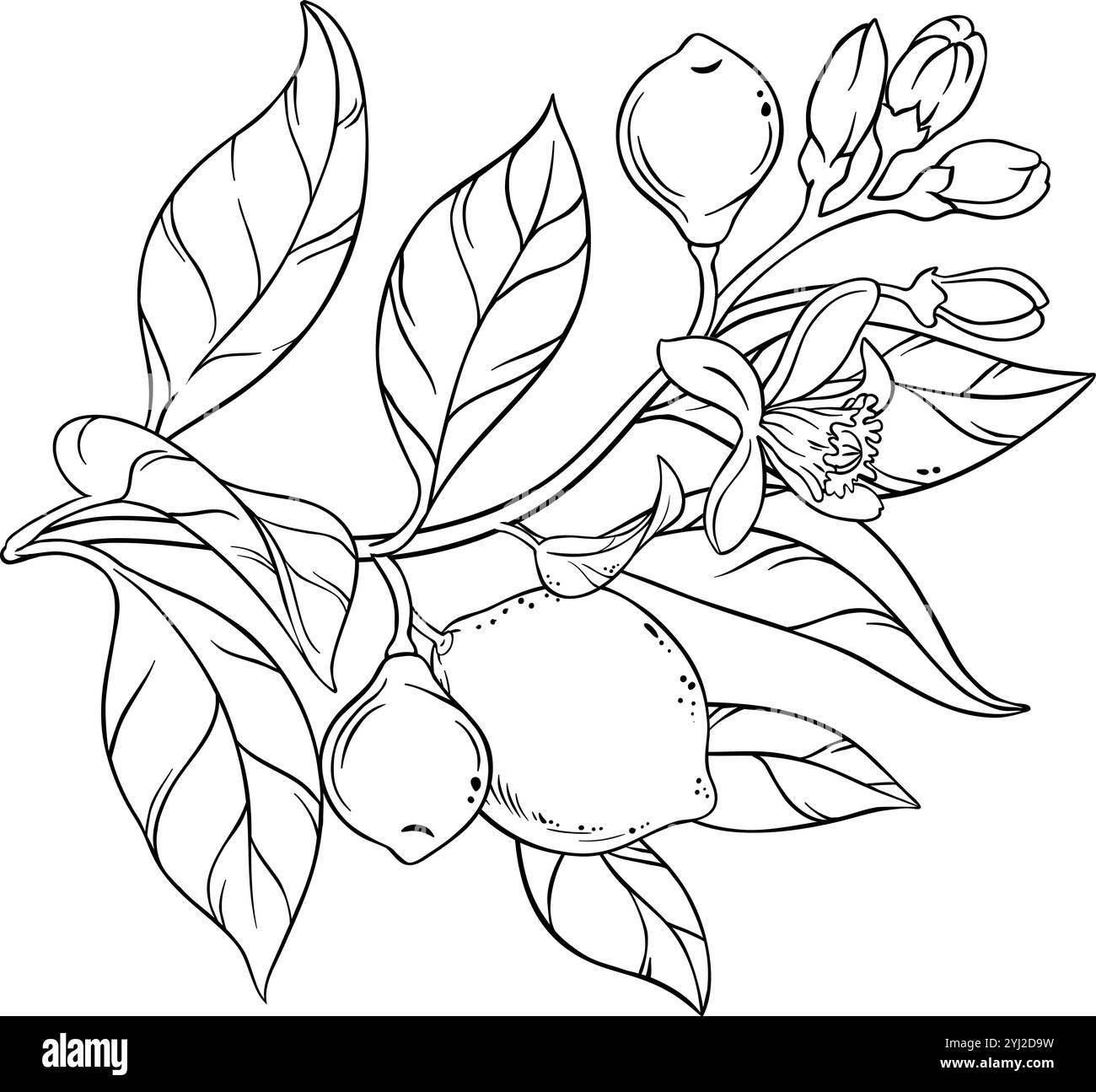 Lime Branch with Fruits Outline Illustration Stock Vector Image & Art ...