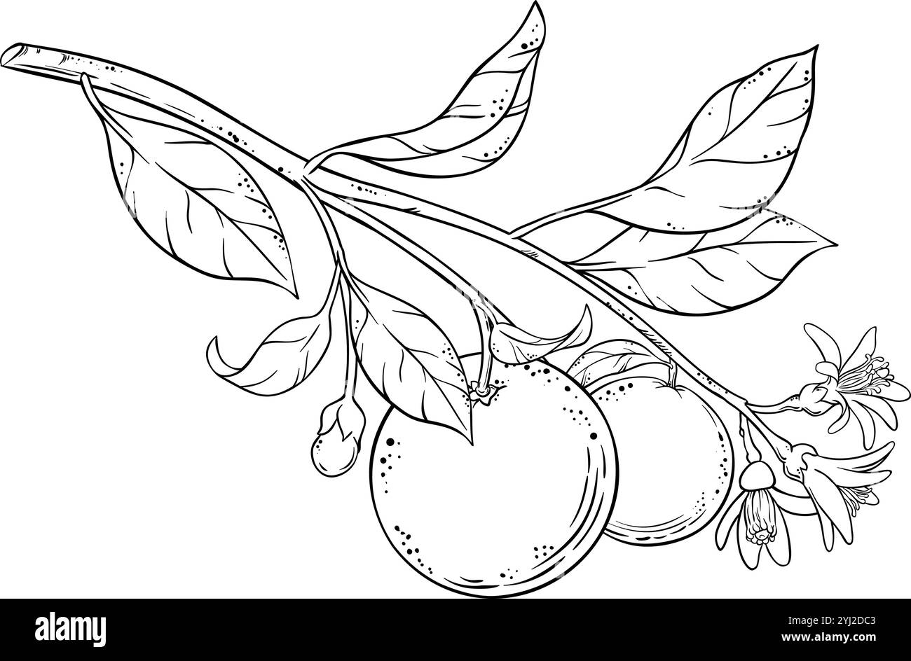 Orange blossom illustration hi-res stock photography and images - Alamy