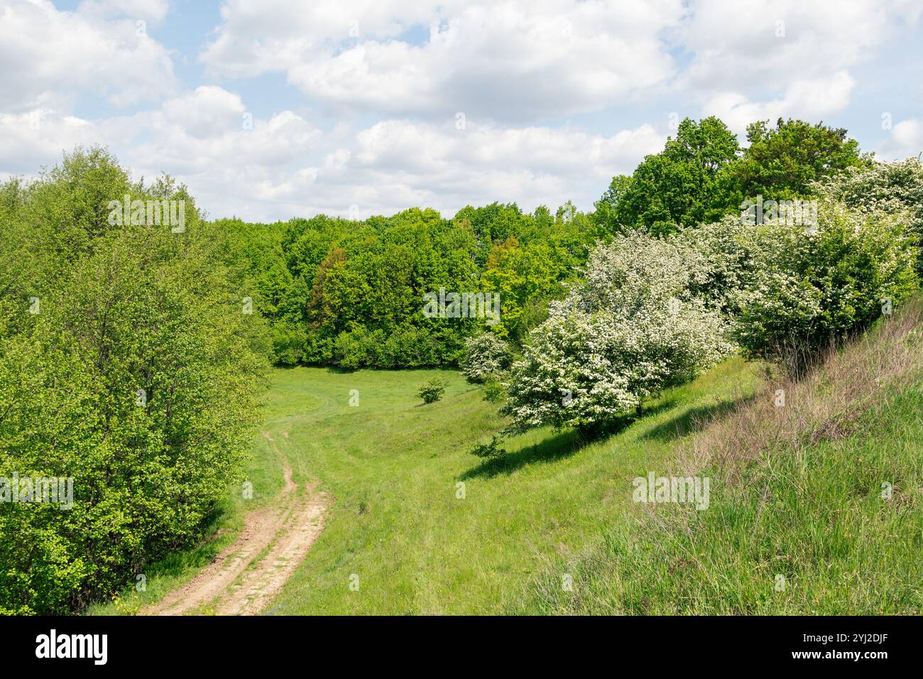 Crataegus monogyna, known as common hawthorn, oneseed hawthorn, or single-seeded hawthorn, is a ...