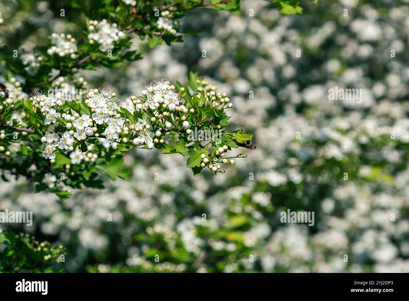 Crataegus monogyna, known as common hawthorn, oneseed hawthorn, or ...