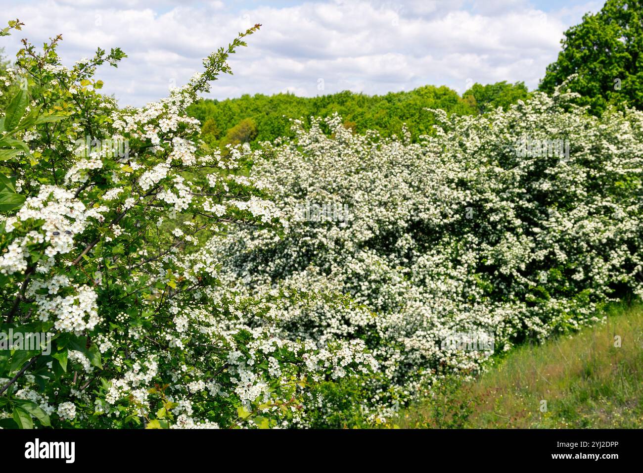 Crataegus monogyna, known as common hawthorn, oneseed hawthorn, or ...