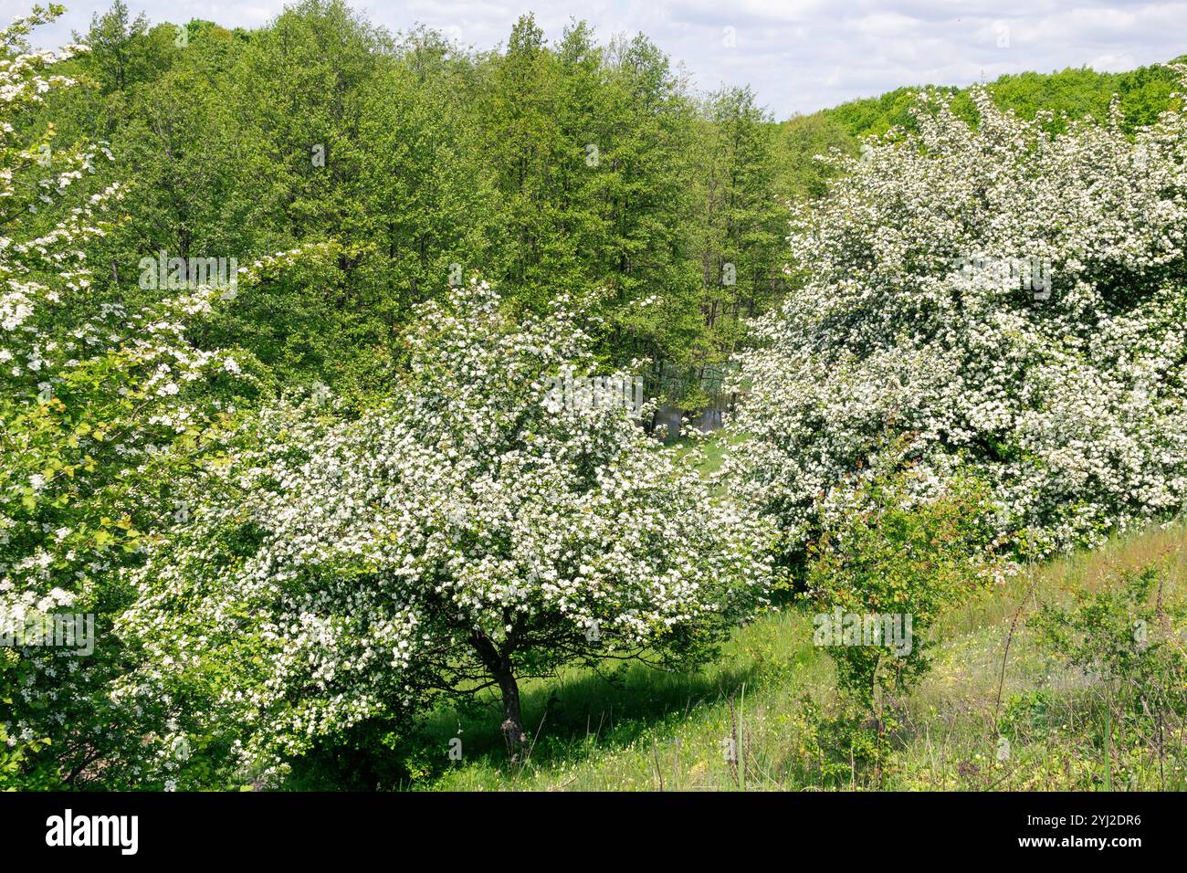 Crimping mill hi-res stock photography and images - Alamy