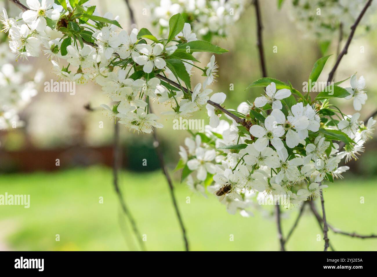 early spring, spring landscape. Beautiful nature with flowering willow ...