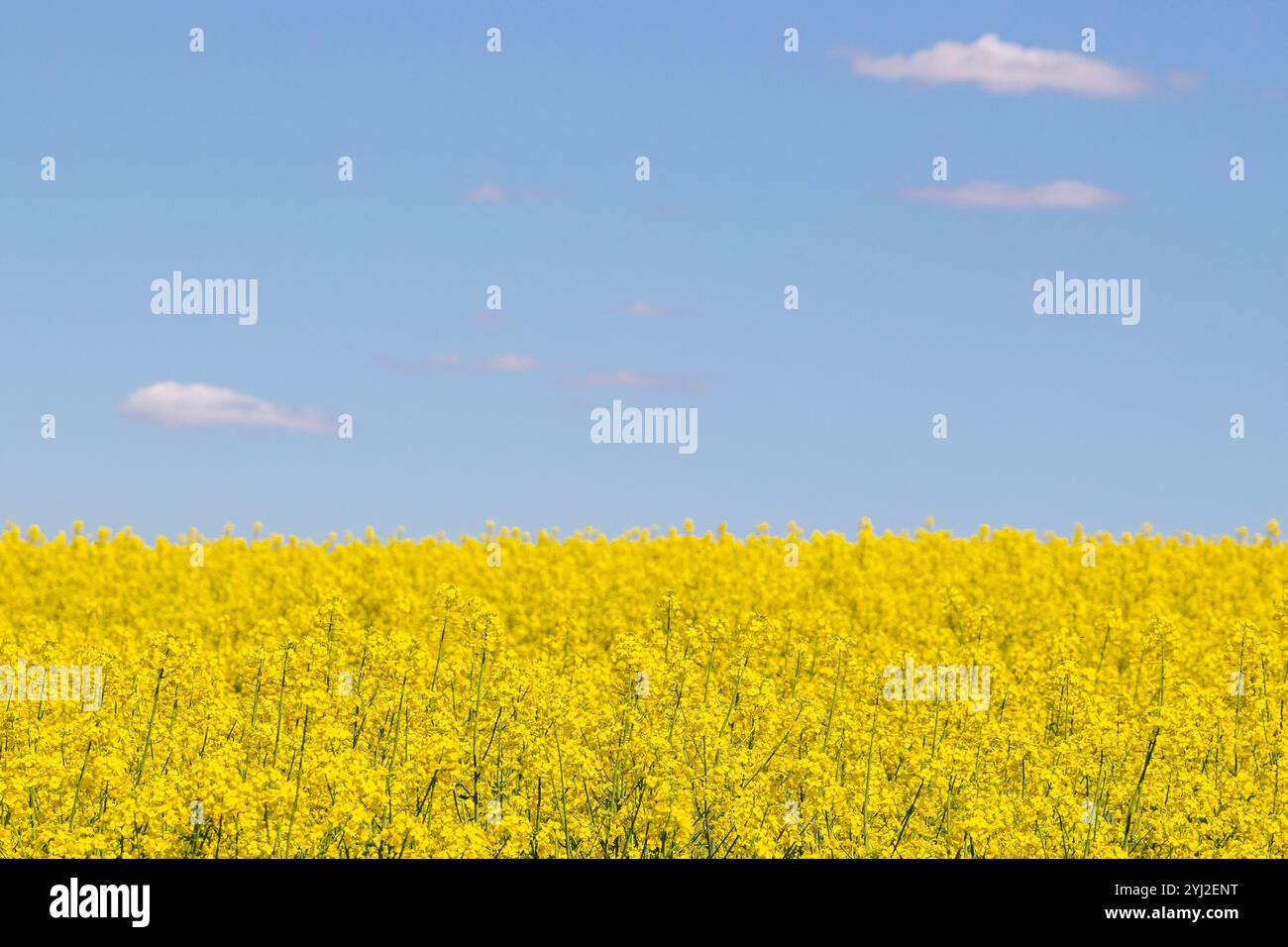 Field of colza rapeseed yellow flowers and blue sky, Ukrainian flag ...