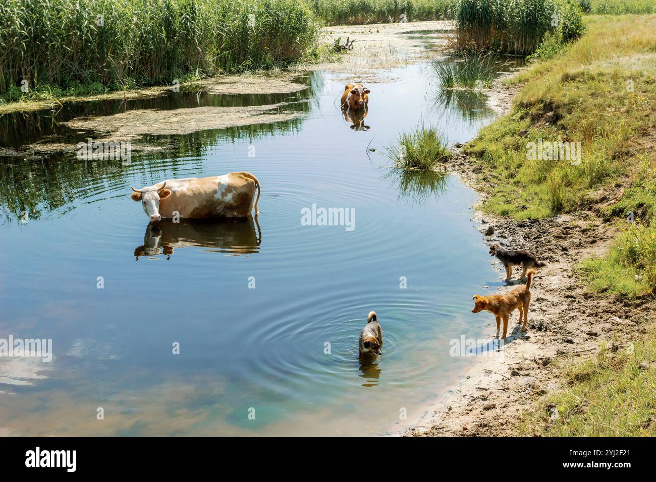Two cows drink water from the river in hot summer weather, rural scene ...