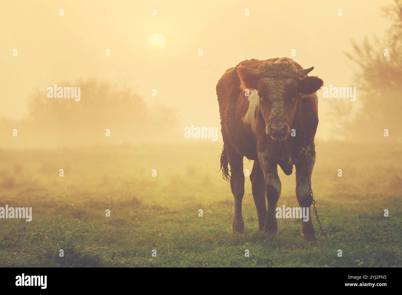 A bull grazes on a pasture in the morning fog. Portrait of a big ...
