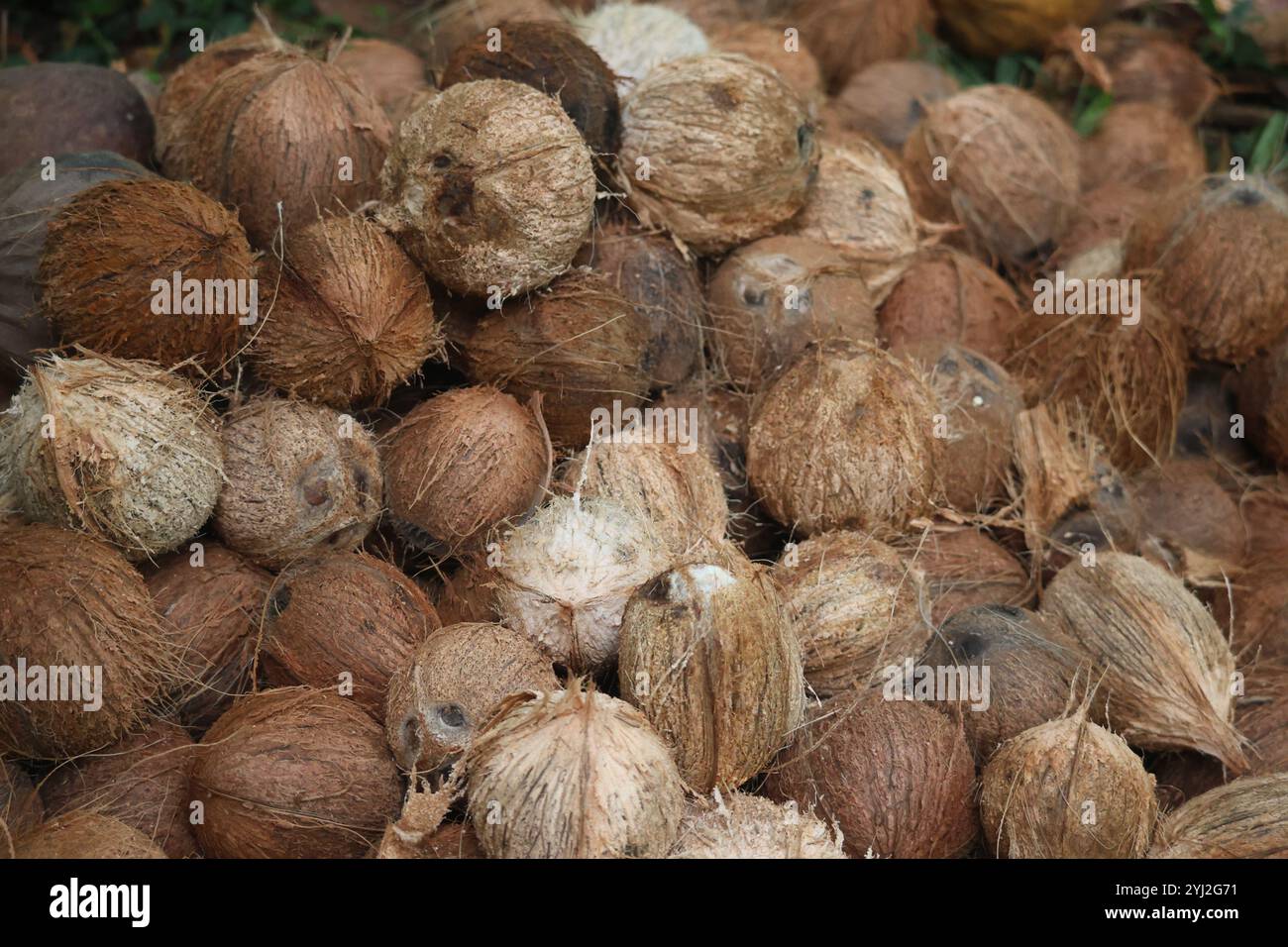 Dehusked crop hi-res stock photography and images - Alamy