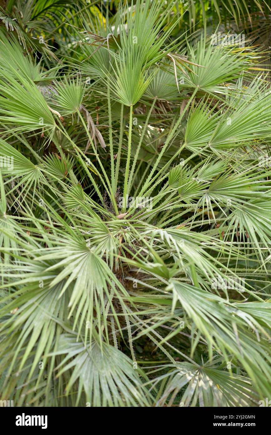 Green palm fan out central point creating dense vibrant pattern hi-res ...
