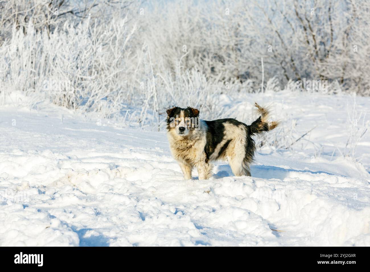 A black and white dog stands in a snowy forest. A dog in a snowy forest ...