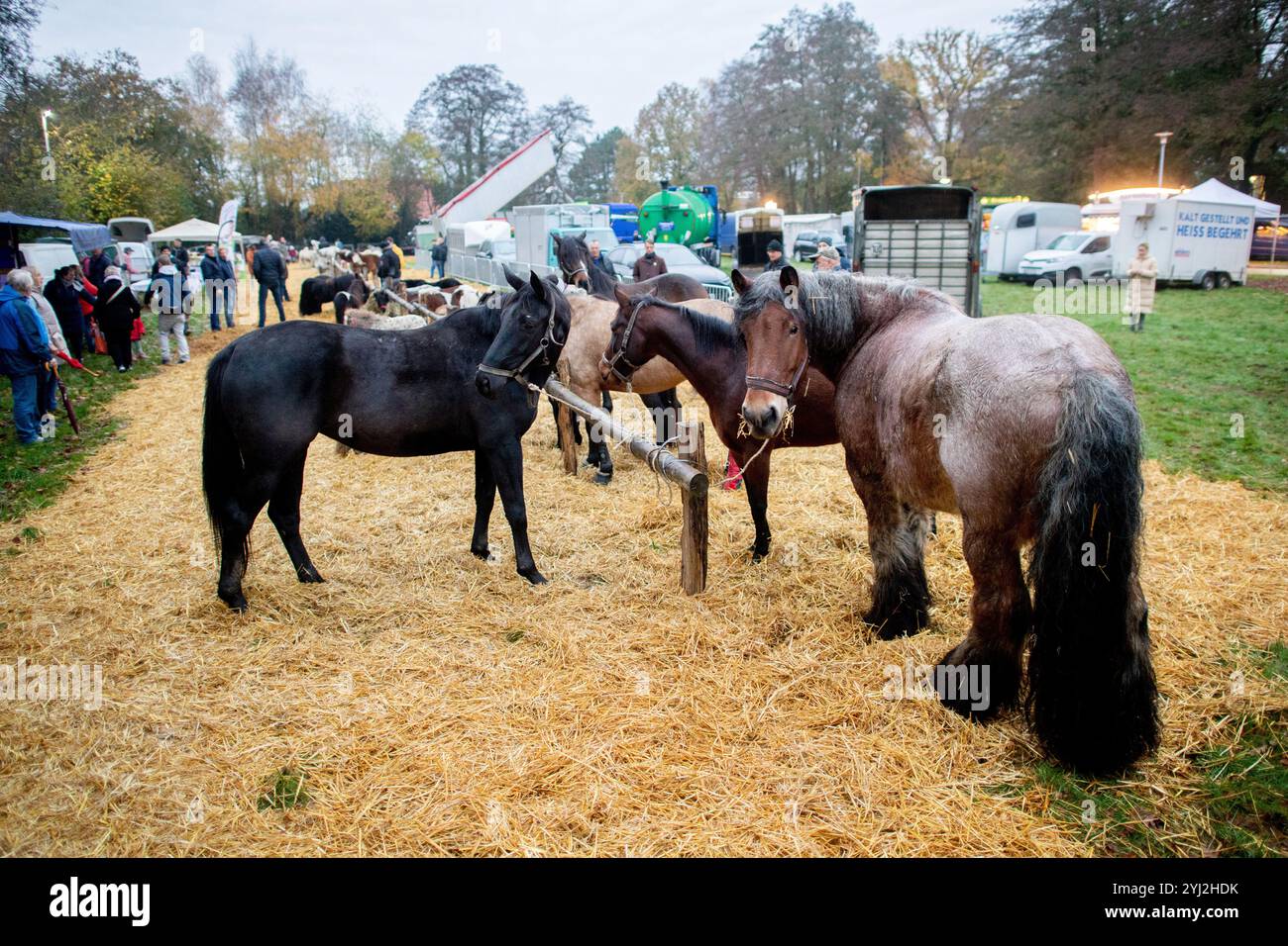 Zetel, Germany. 13th Nov, 2024. Numerous horses and ponies are on ...