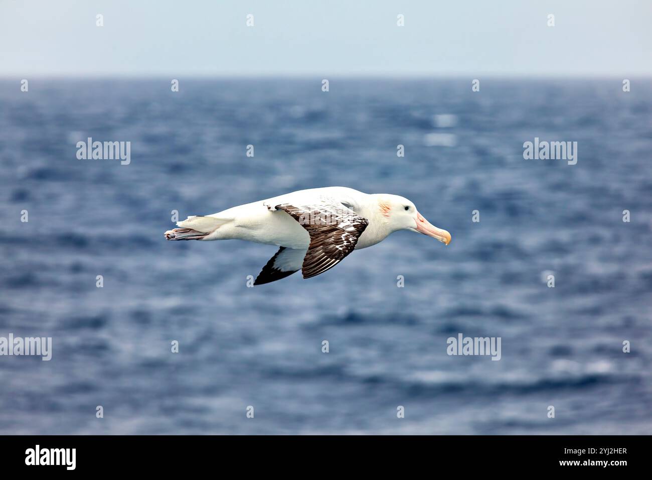 Antarctica antarctic albatross hi-res stock photography and images - Alamy