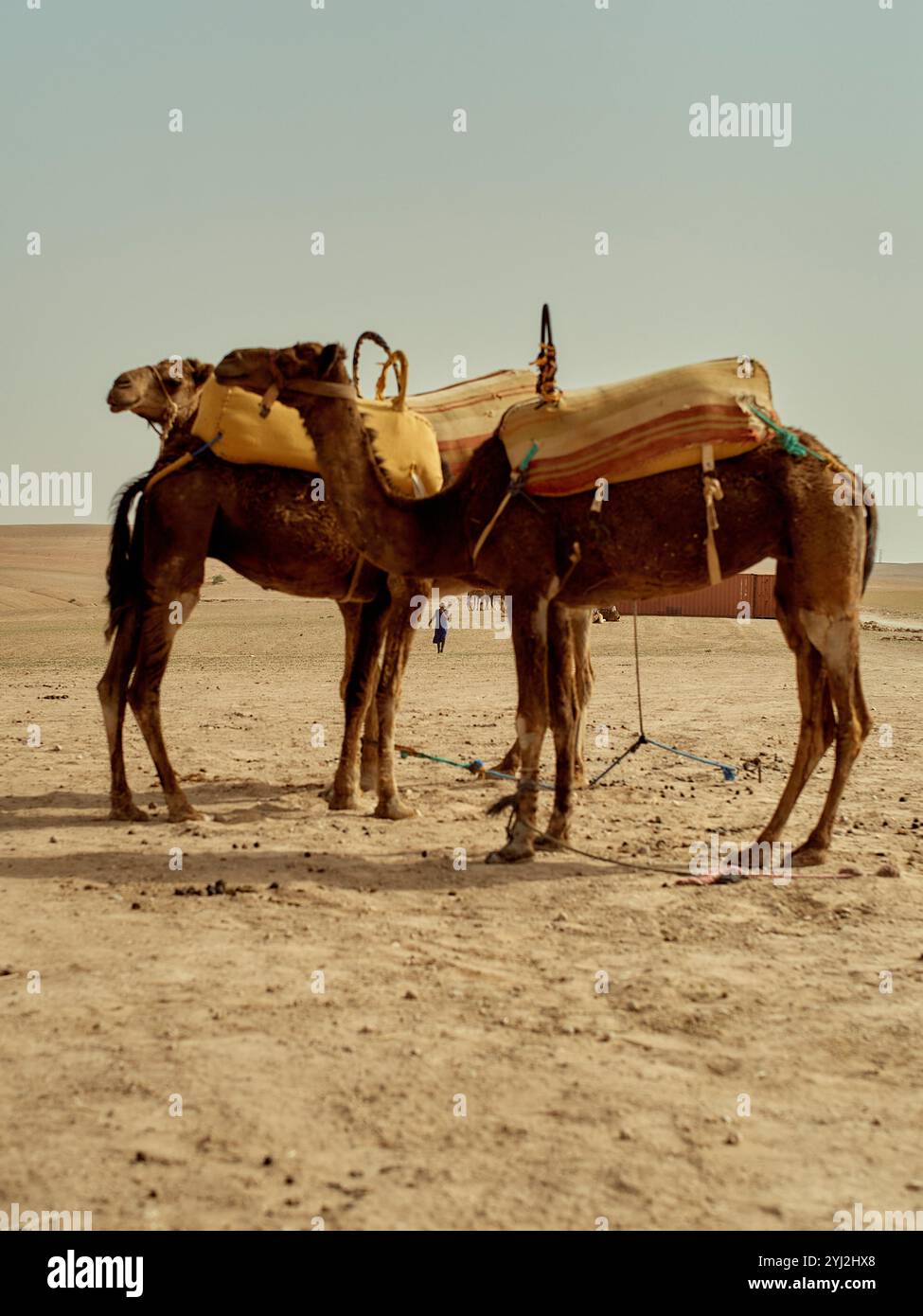 Person standing in middle desert hi-res stock photography and images - Alamy