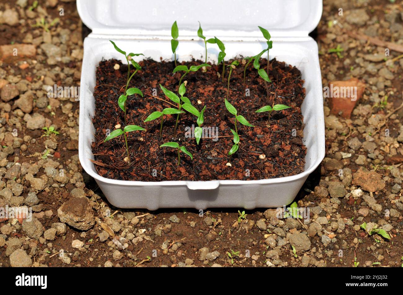 Styrofoam pot hi-res stock photography and images - Alamy
