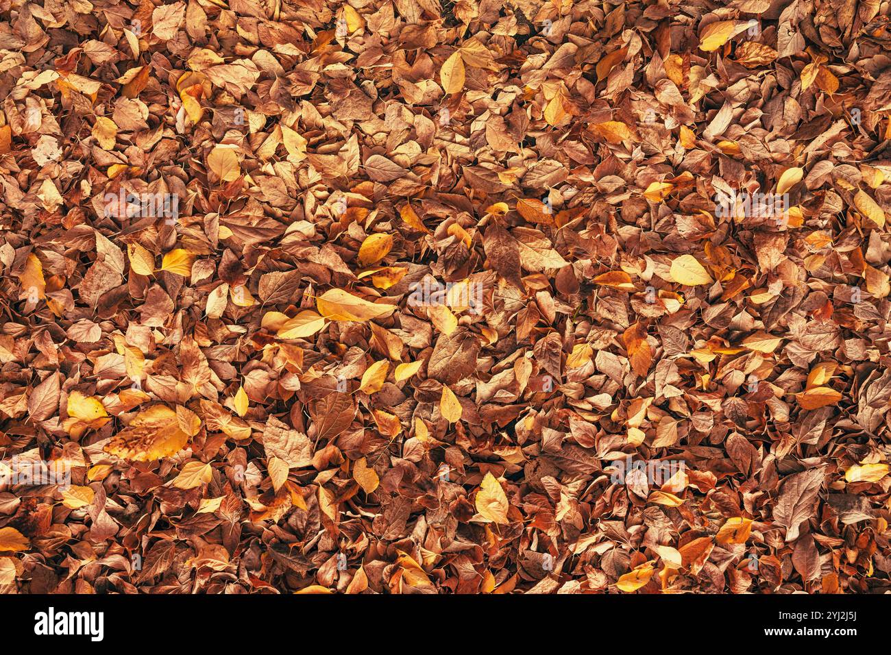 Ground covered with dry autumnal hackberry of false elm tree leaves ...