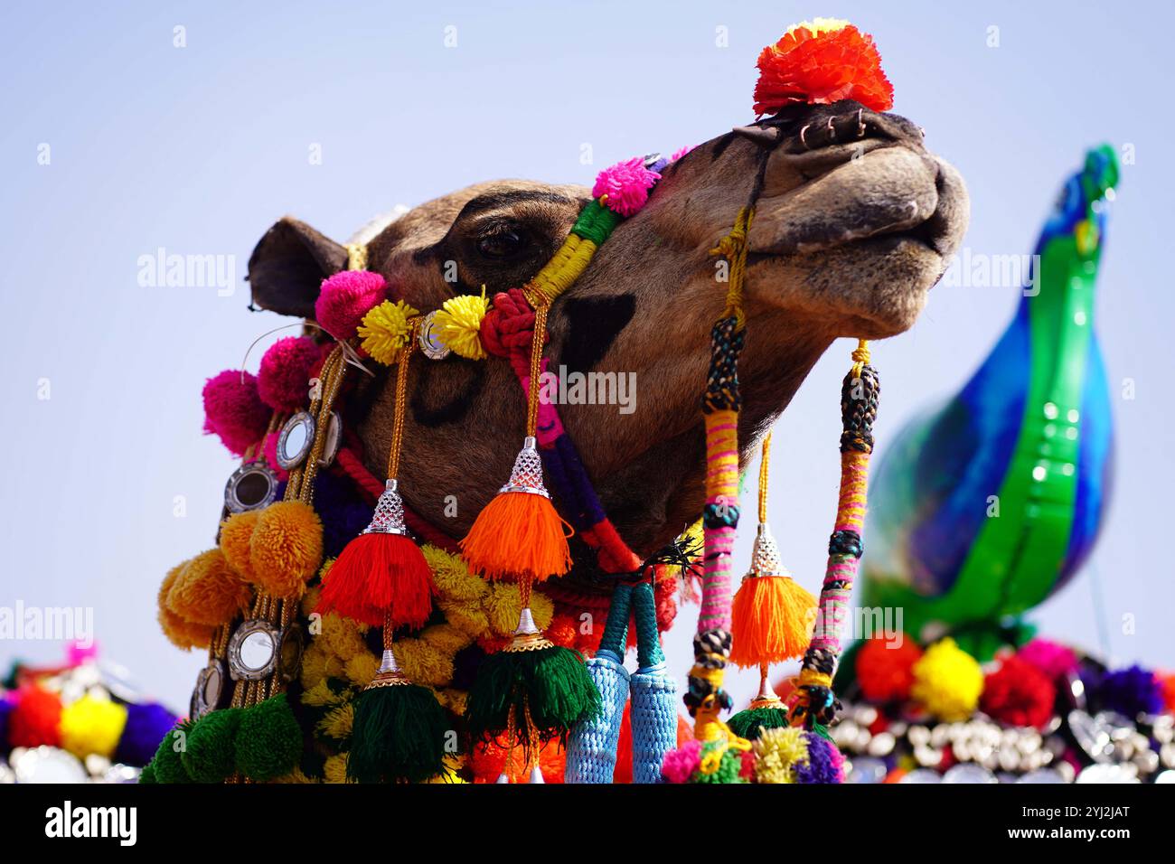 Pushkar, India. 10th Nov, 2024. An Indian camel performs during a ...