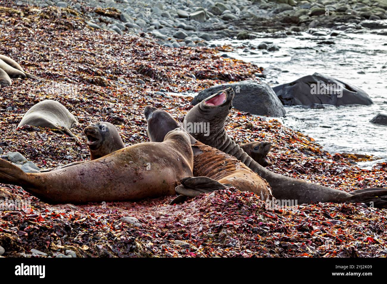 The wild Seals of Antarctica Stock Photo - Alamy