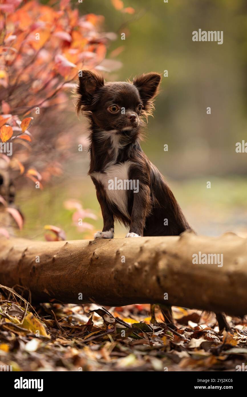 Small cute chocolate Chihua-hua dog portrait in an autumn landscape ...
