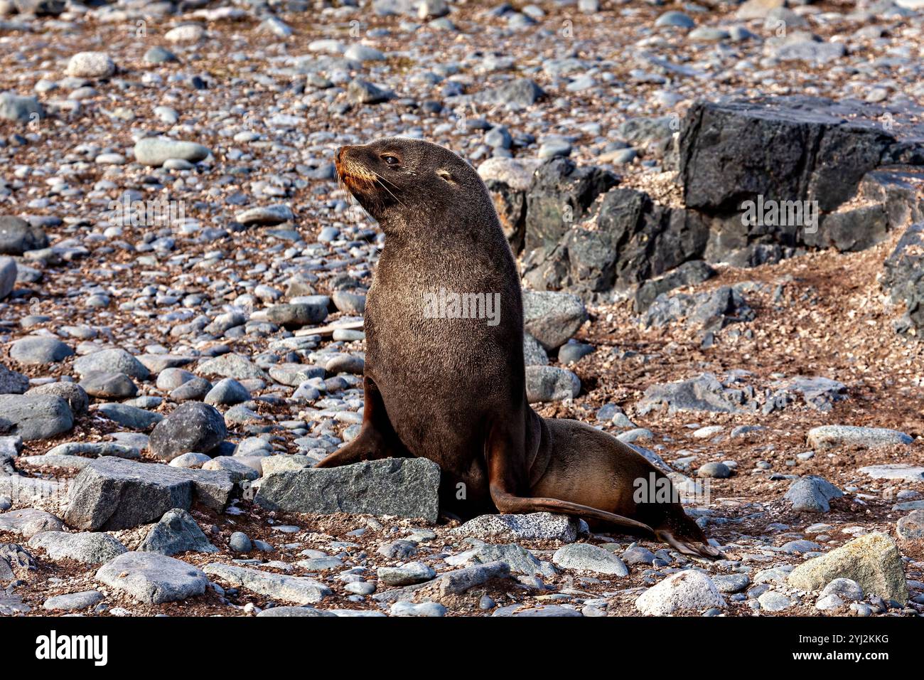 The wild Seals of Antarctica Stock Photo - Alamy