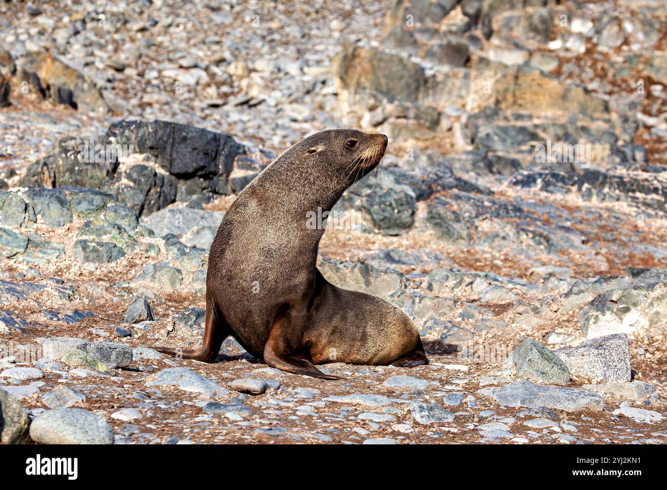 The wild Seals of Antarctica Stock Photo - Alamy