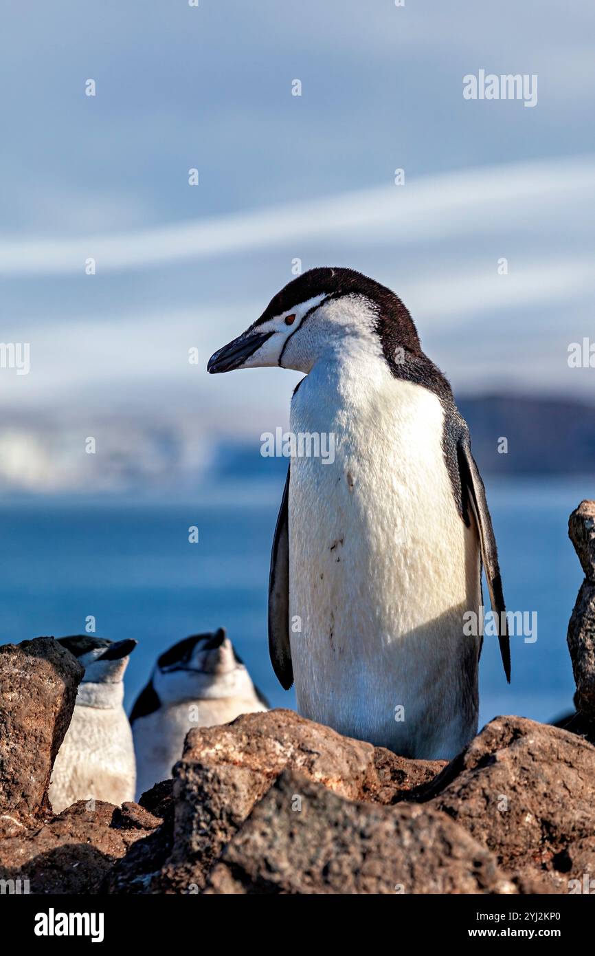 the chinstrap penguins from the Antarctic Stock Photo - Alamy