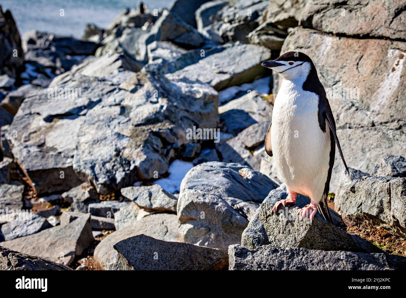 Colony of chinstrap penguins hi-res stock photography and images - Alamy