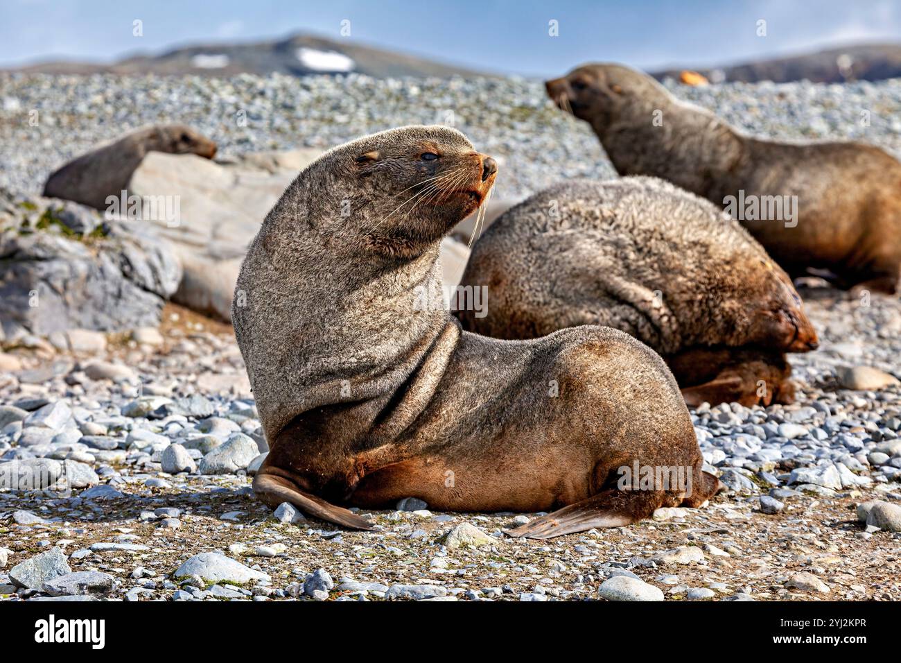 The wild Seals of Antarctica Stock Photo - Alamy
