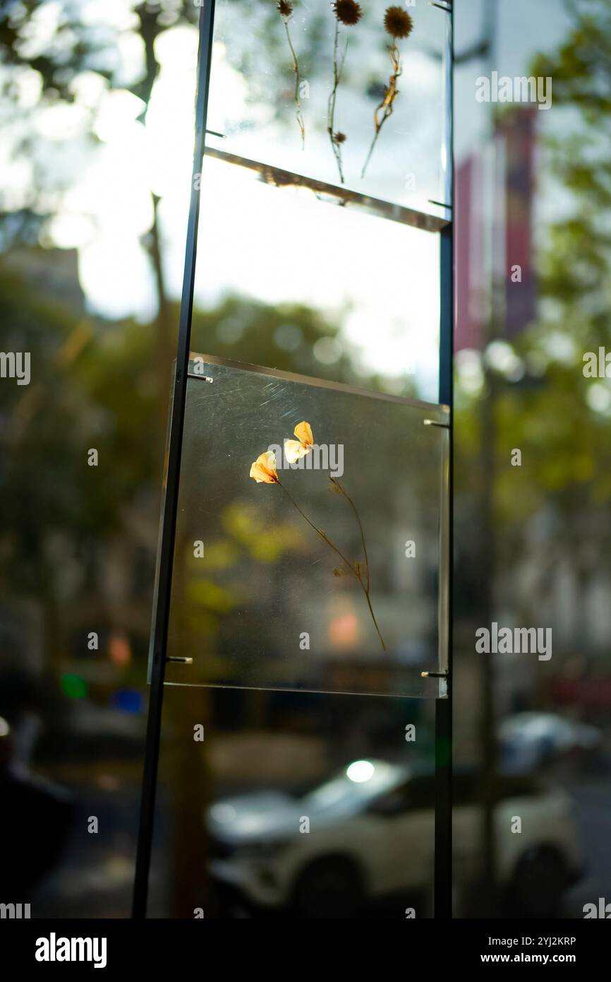 Tiny leaves captured on a translucent panel with a soft-focused urban ...