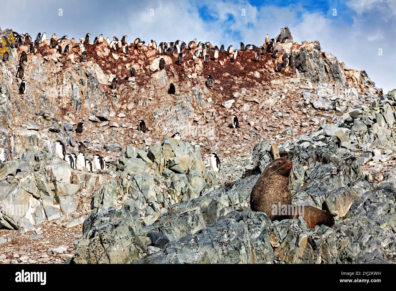 The wild Seals of Antarctica Stock Photo - Alamy