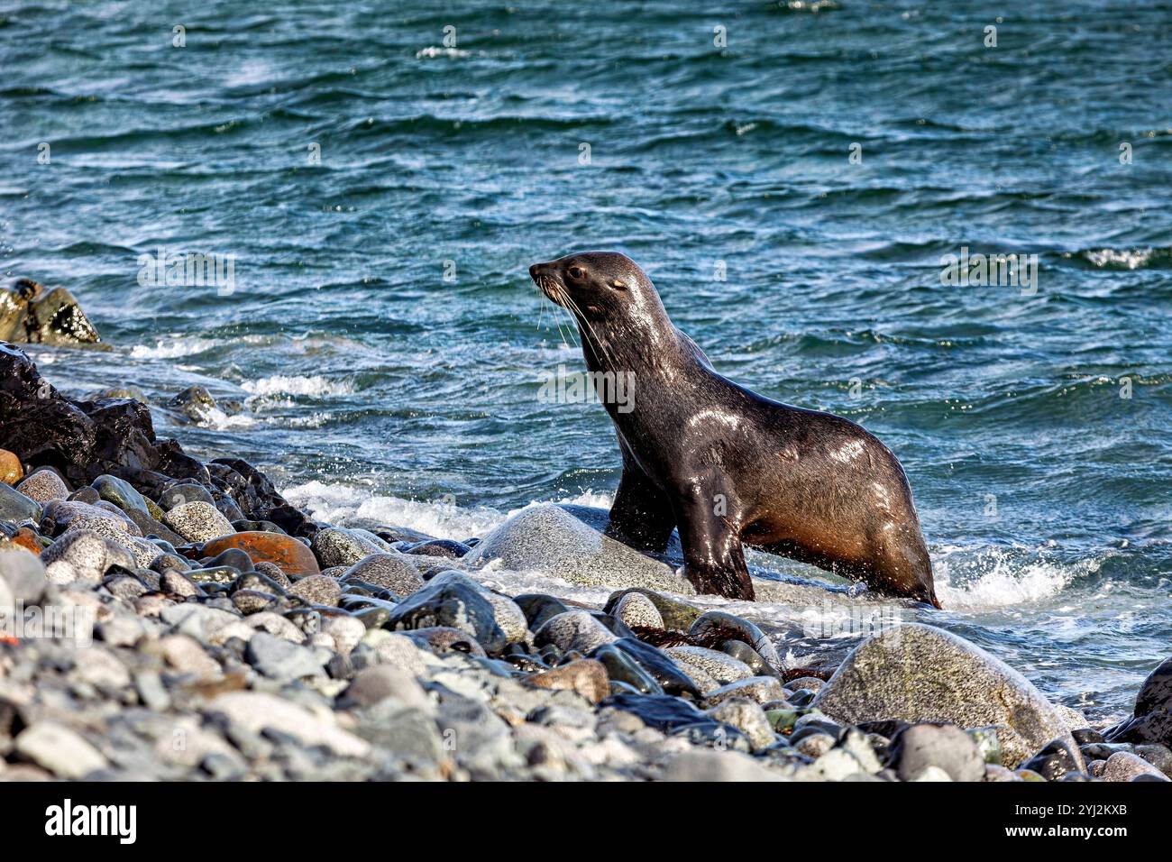The wild Seals of Antarctica Stock Photo - Alamy