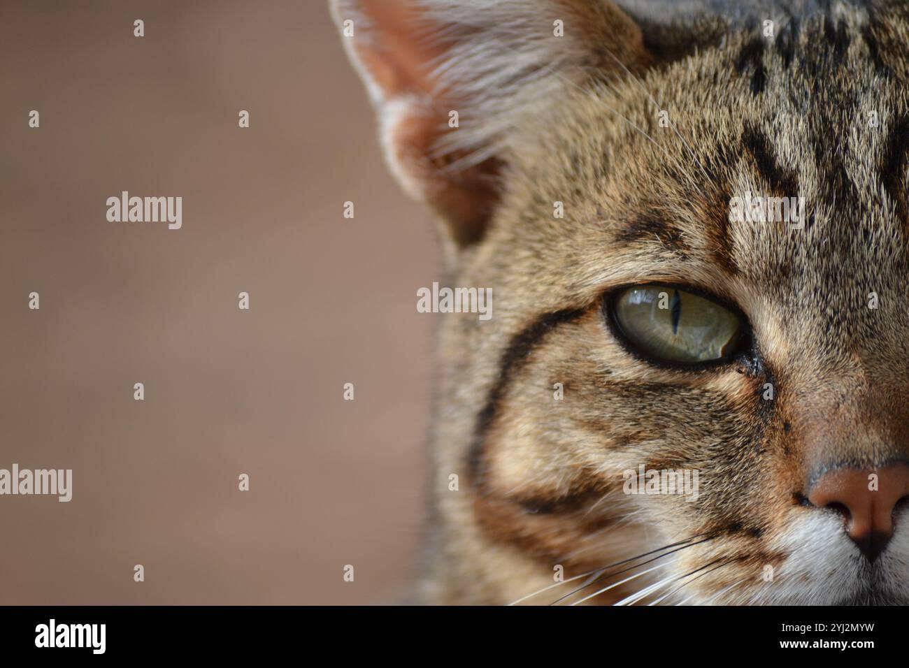 Cat looking up viewer hi-res stock photography and images - Alamy