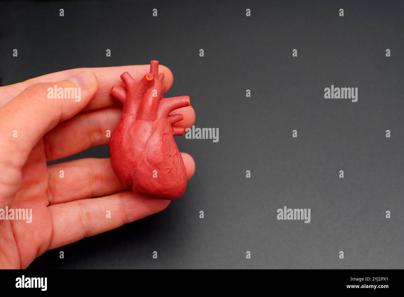 Anatomy of heart specimen hi-res stock photography and images - Alamy
