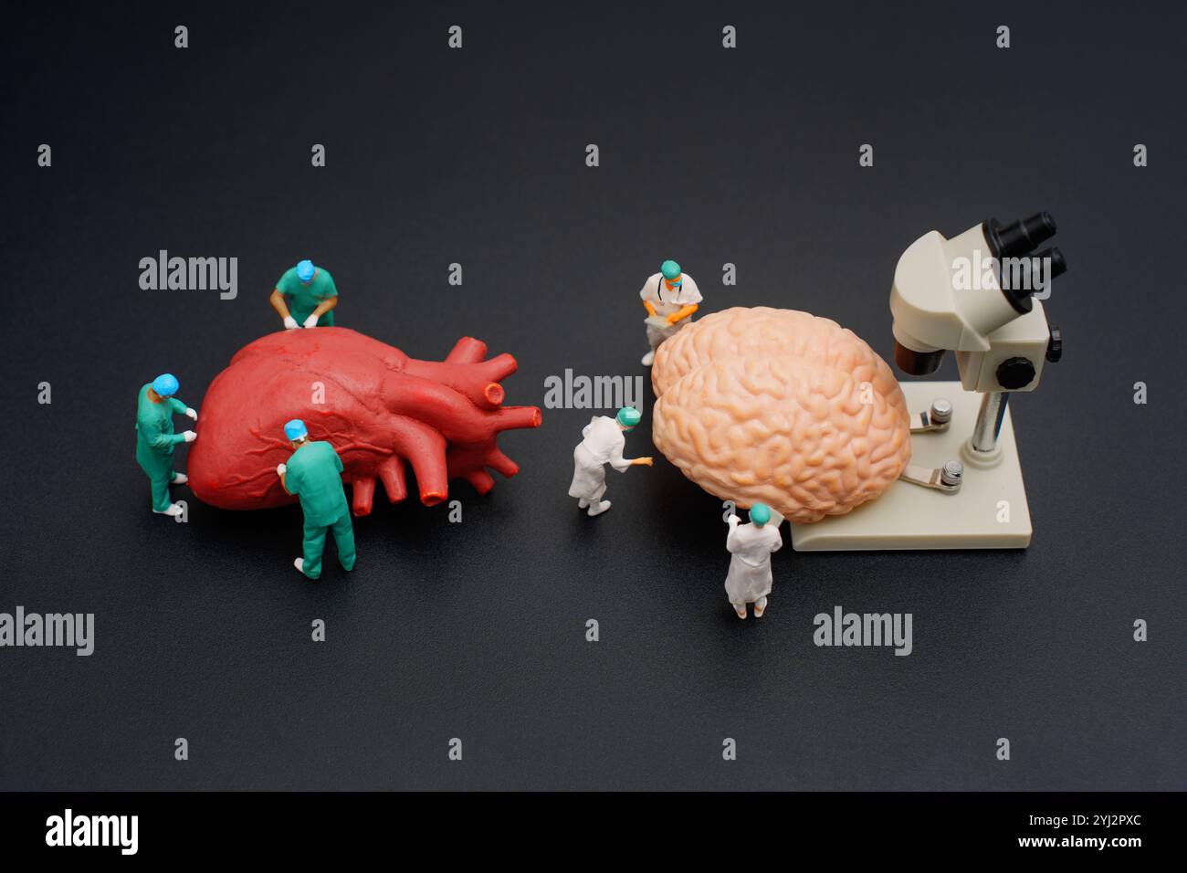 Miniature heart and brain models examined by tiny scientists at a ...
