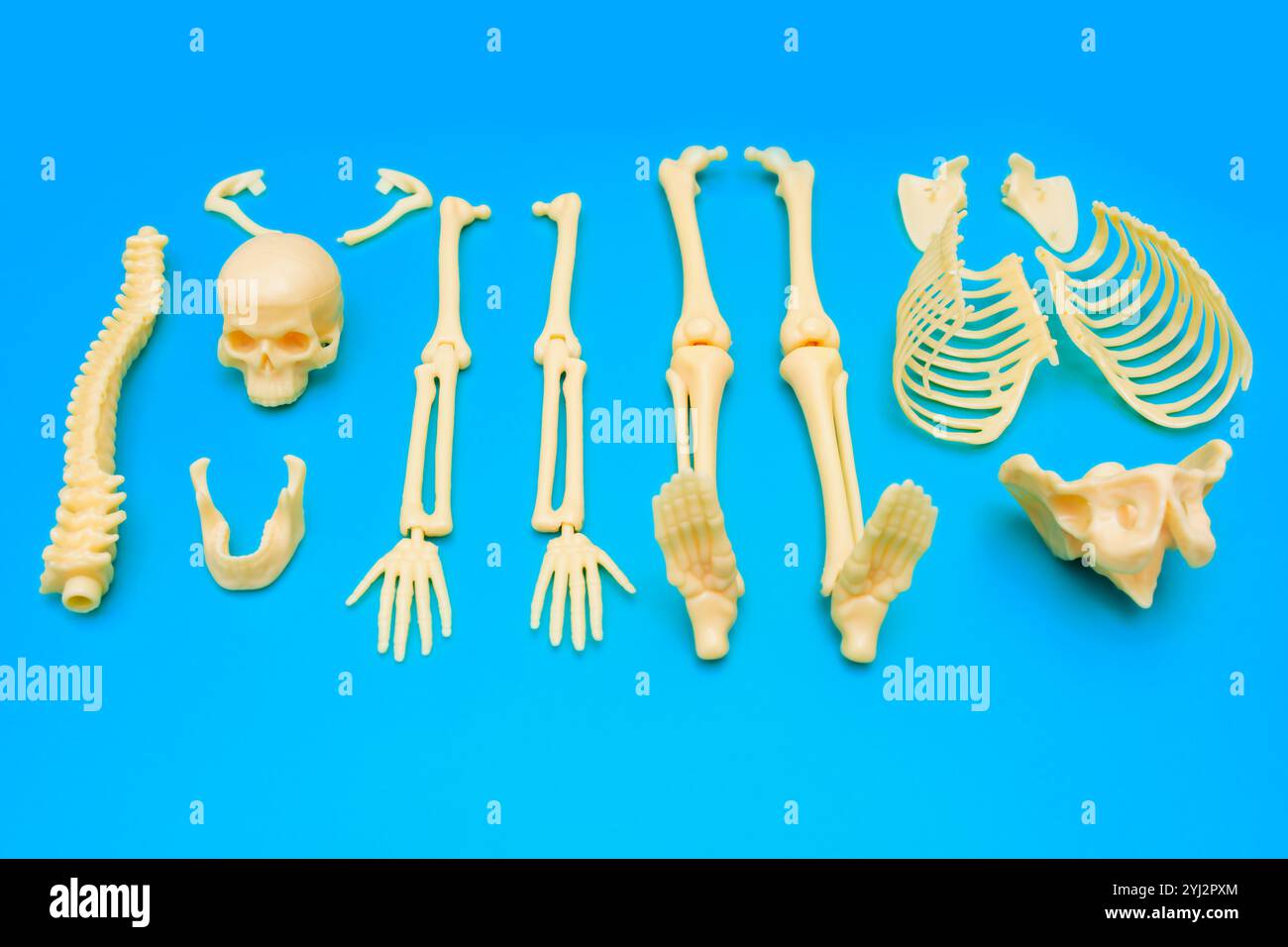 Collection of human skeleton parts including skull, spine, ribs, and ...
