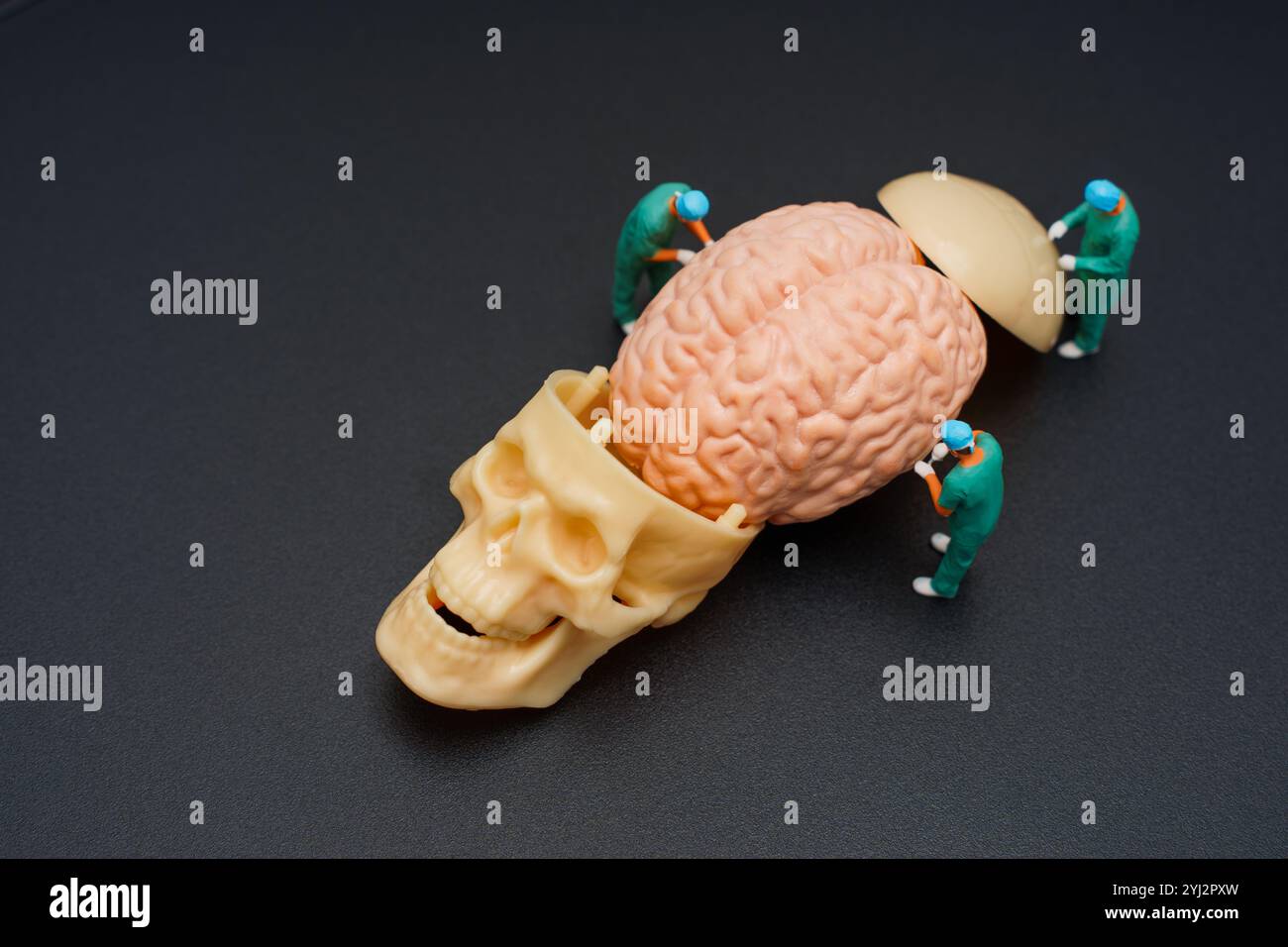 Miniature figurines studying a brain model within a skull in a medical ... Miniature figurines studying a brain model within a skull in a medical ...