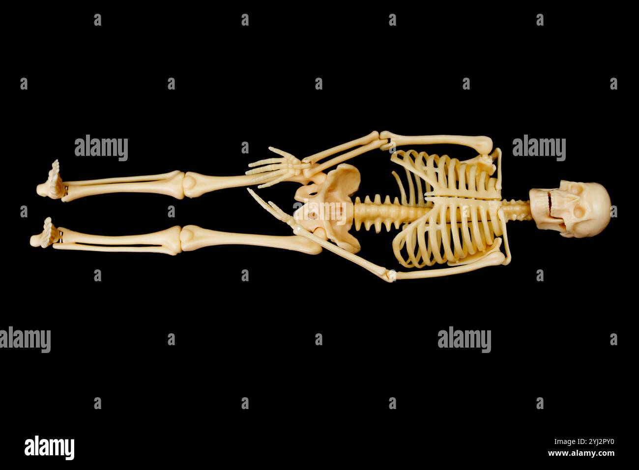 Skeletal structure illustrating hi-res stock photography and images - Alamy