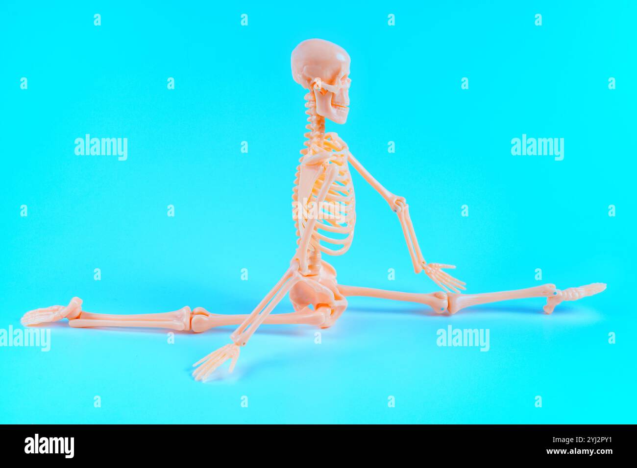 Human skeleton anatomy in motion hi-res stock photography and images ...