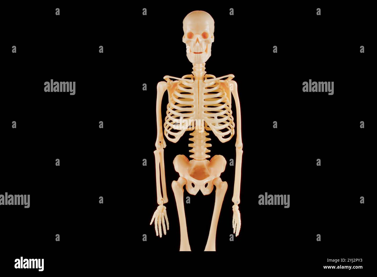 Medical anatomical study illustration hi-res stock photography and ...