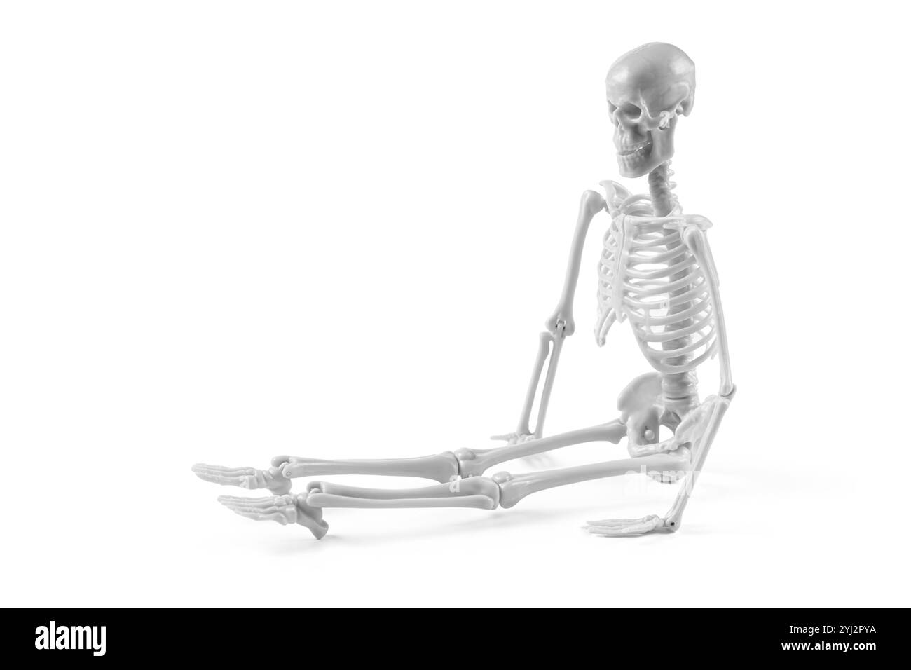 Teaching skeletal structure Cut Out Stock Images & Pictures - Alamy
