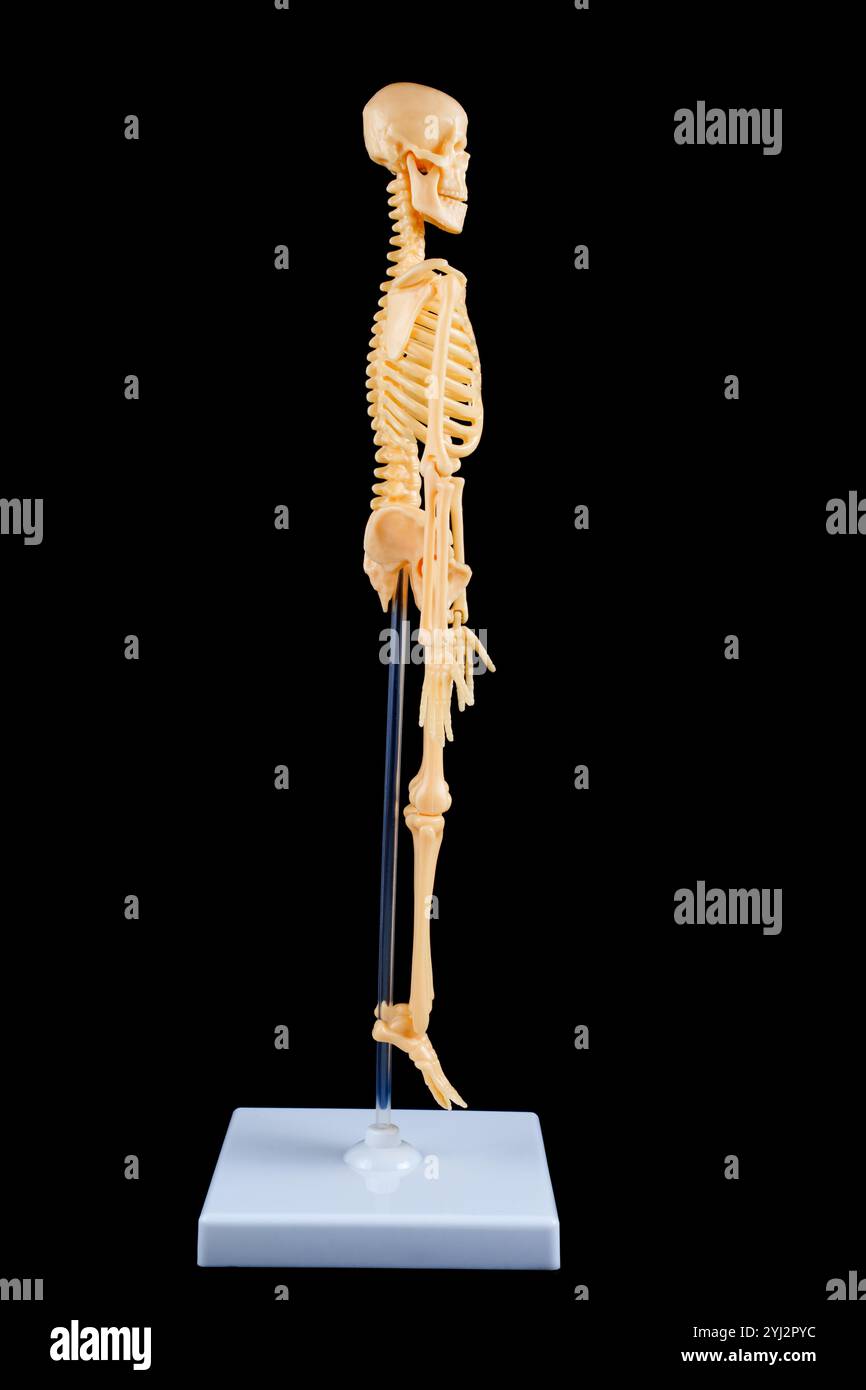 Side profile of a human skeleton model displayed on a clear base ...