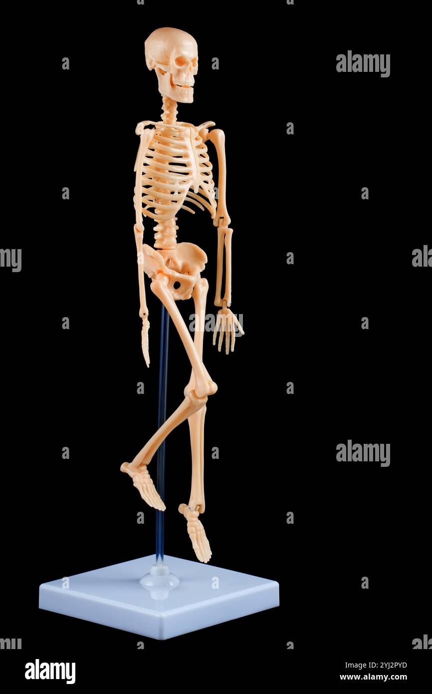 Human skeleton model in a dynamic pose on a clear base against black ...