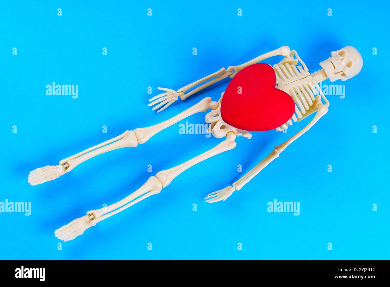 Creative depiction of a full body human skeleton model with a large red ...