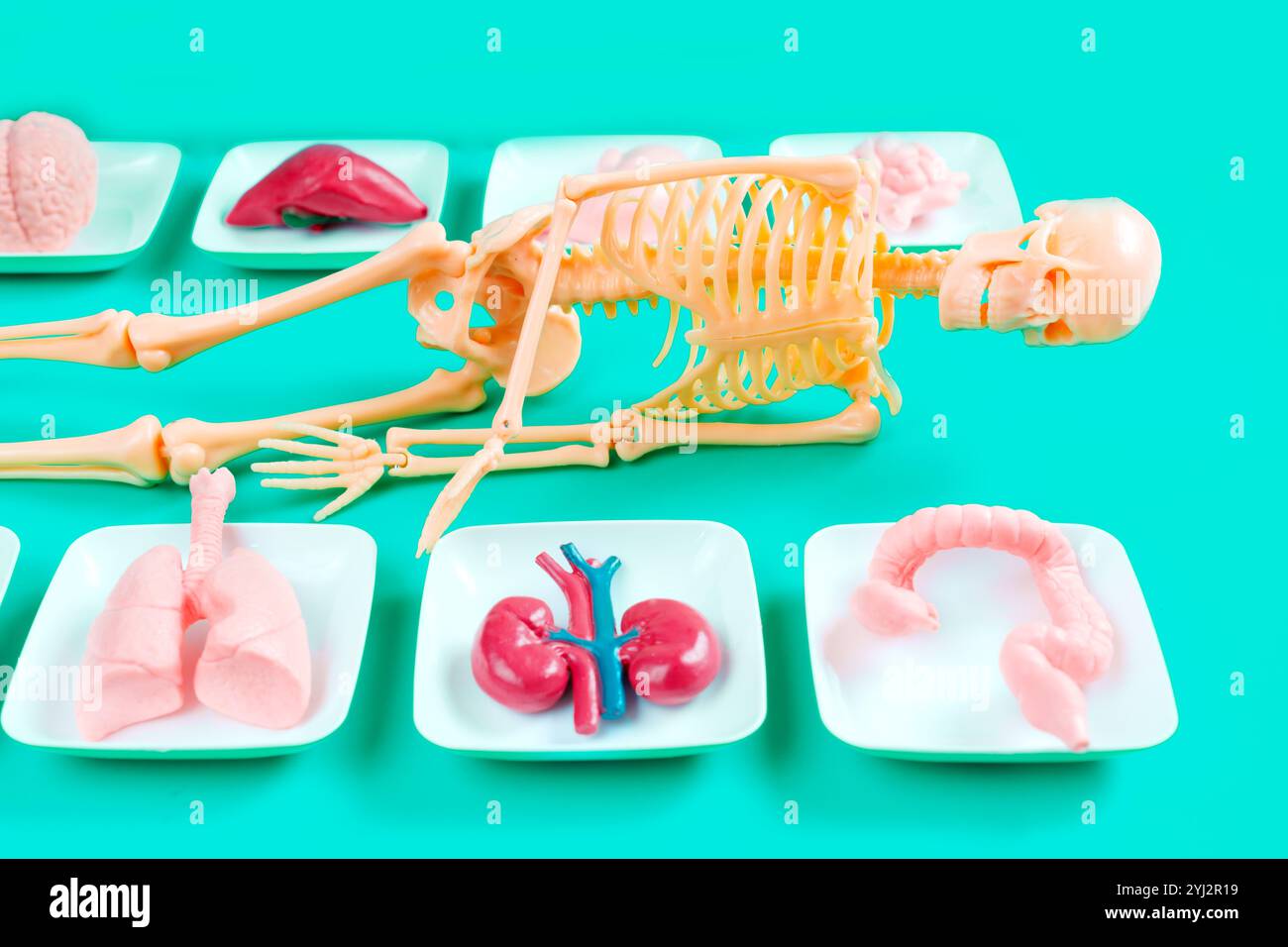 Skeleton model positioned with anatomical organ replicas on plates ...