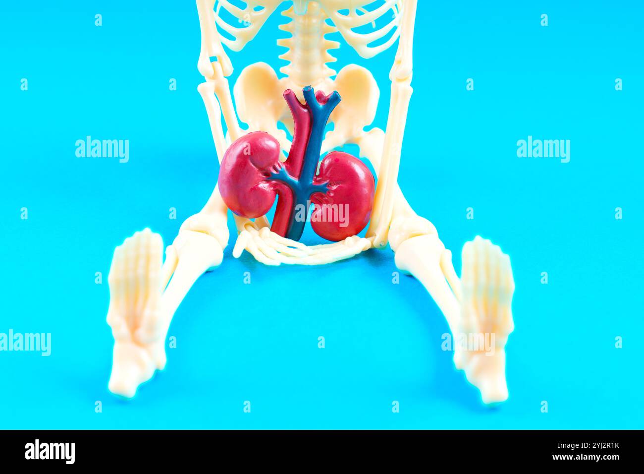 Medical education resources hi-res stock photography and images - Alamy