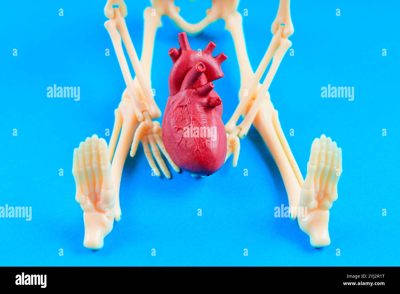Anatomical skeleton model showcasing a heart on blue background. Ideal ...