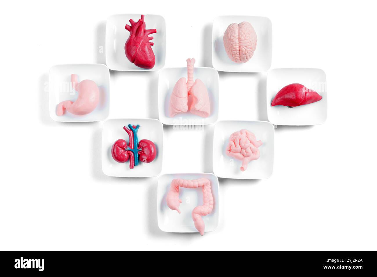 Human kidney in a tray hi-res stock photography and images - Alamy