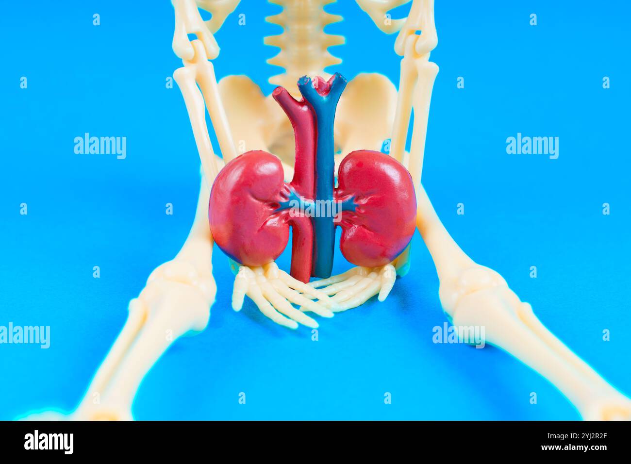 Anatomy model kidney hi-res stock photography and images - Alamy
