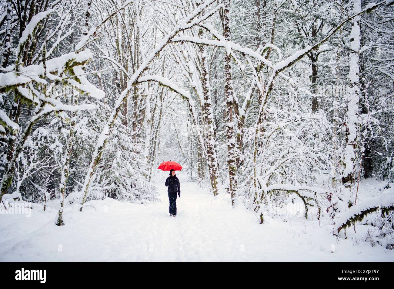 A solitary woman stands under a vibrant red umbrella amidst a snow ...